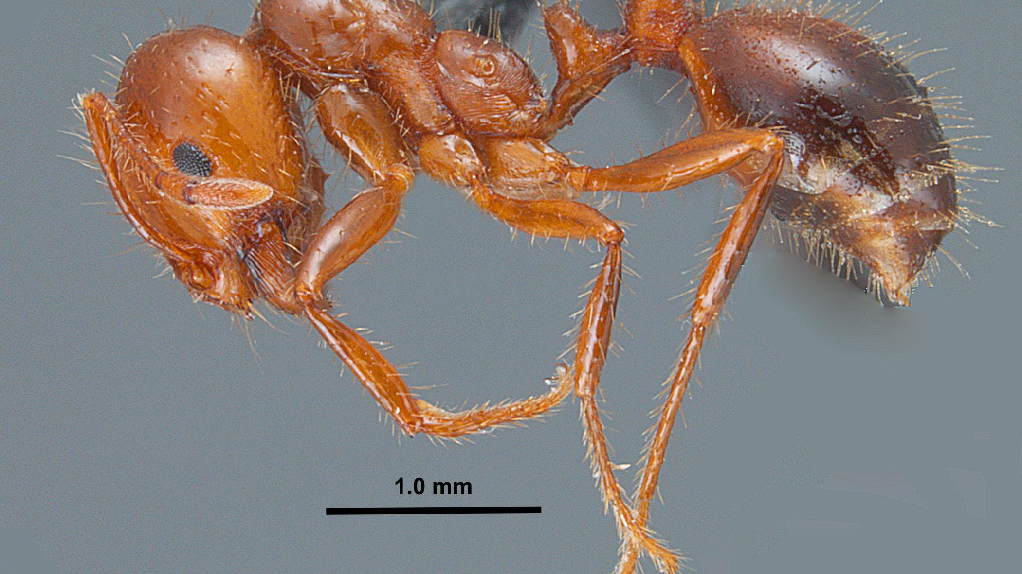 Fire ants found in shipment of palm trees in Sussex