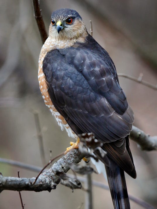 Louisville 'Big Year' birders count 250 species