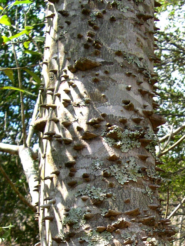 Toothache tree has medicinal qualities
