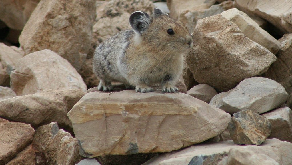 From roadrunners to snipes, these animal species are native to Utah
