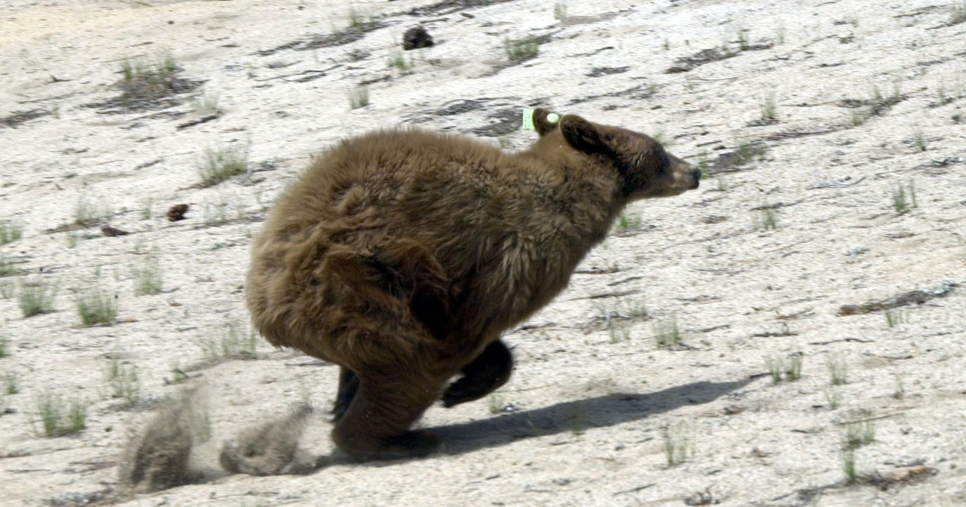 New York Times: Nevada bears wake up early because it’s just too hot to ...