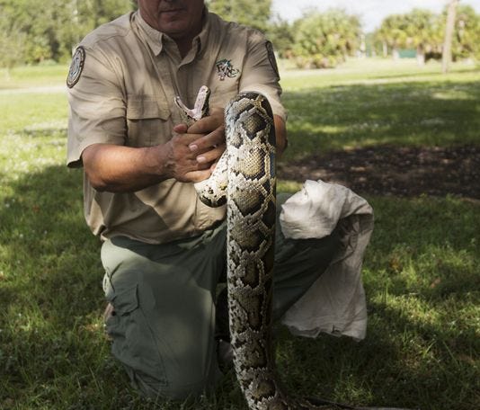 Hunters remove 106 Burmese pythons from Everglades | wtsp.com