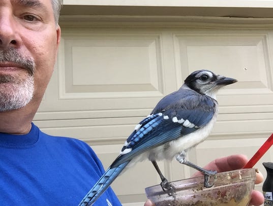 Blue jay becomes unexpected pet