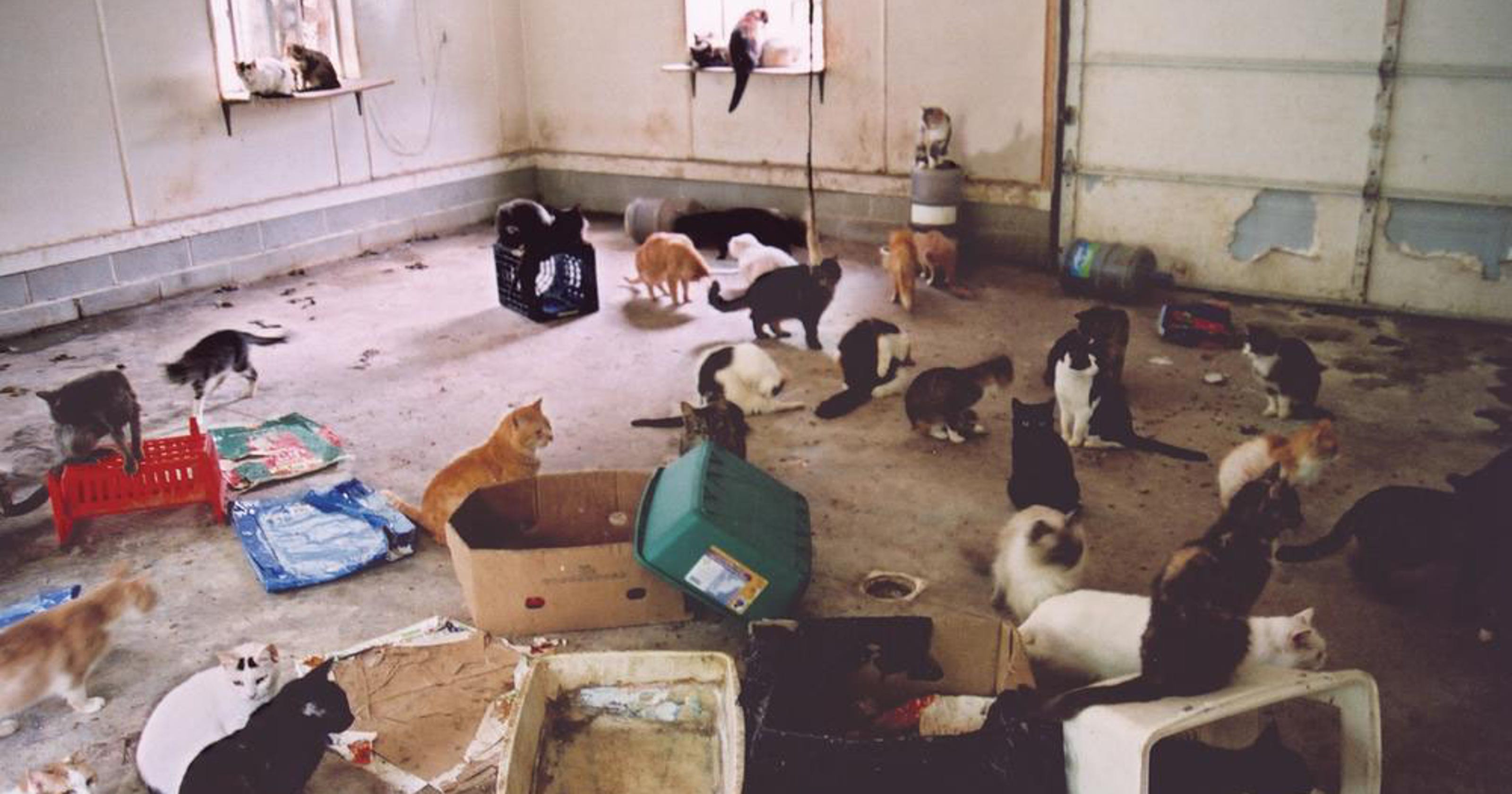 Tronetti: Animal hoarding an addiction