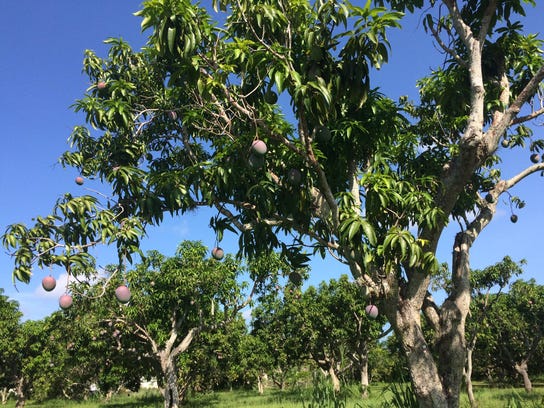 The Mango Factory, sweet mangoes & heart on Pine Island