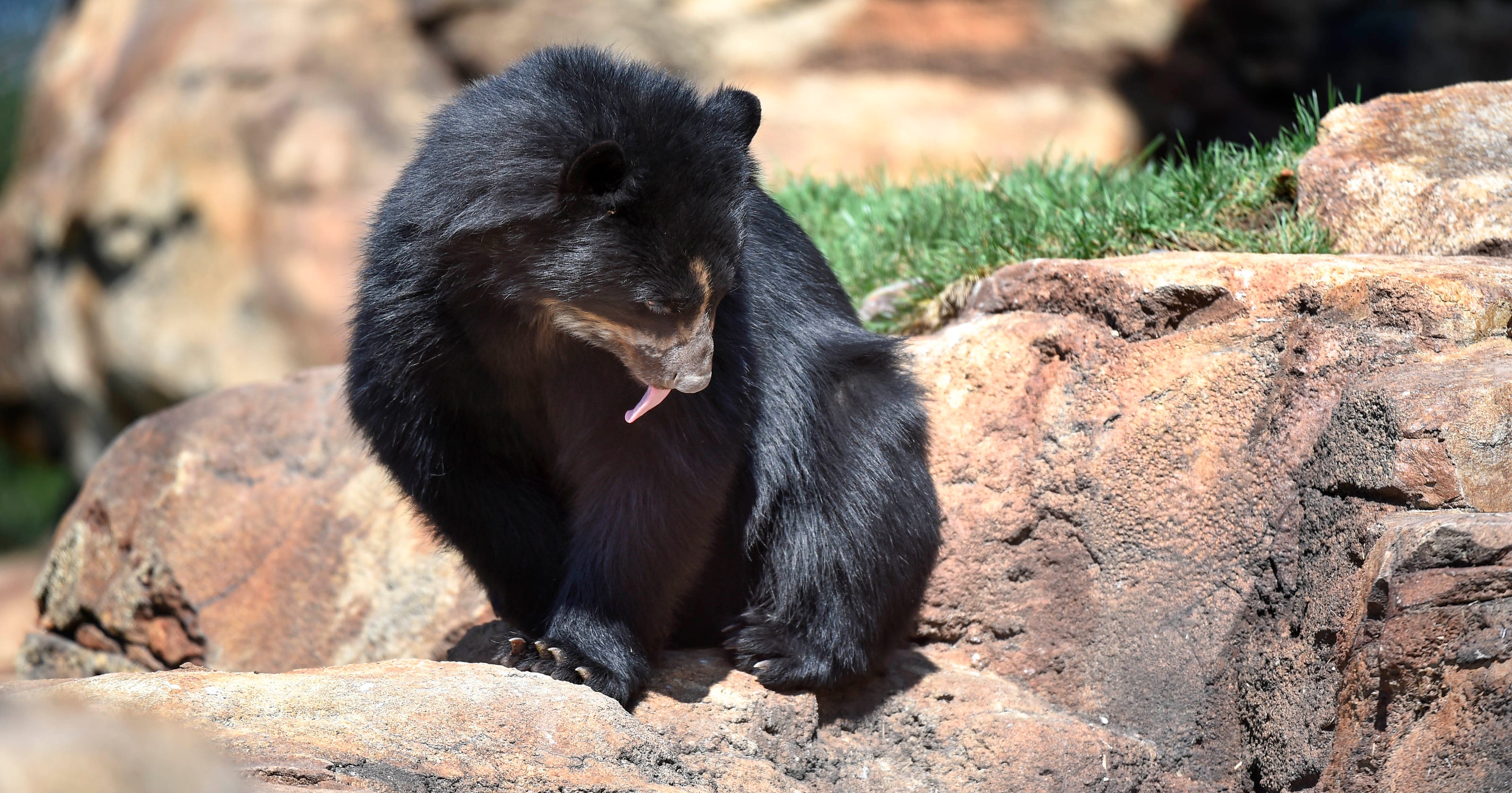 Nashville Zoo's Andean bear exhibit: Get a first look