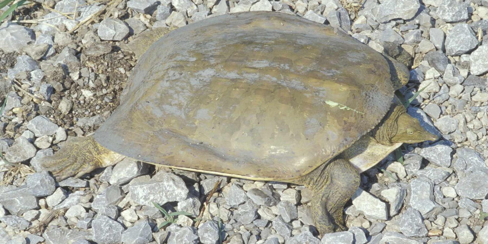 Many unaware of Missouri's softshell turtle population