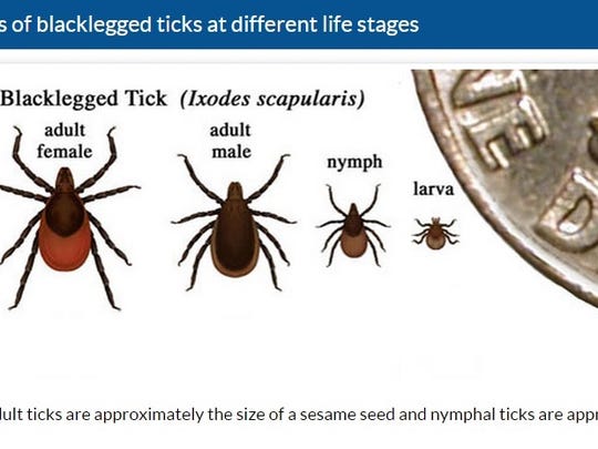 Pa. pays scant attention to Lyme disease