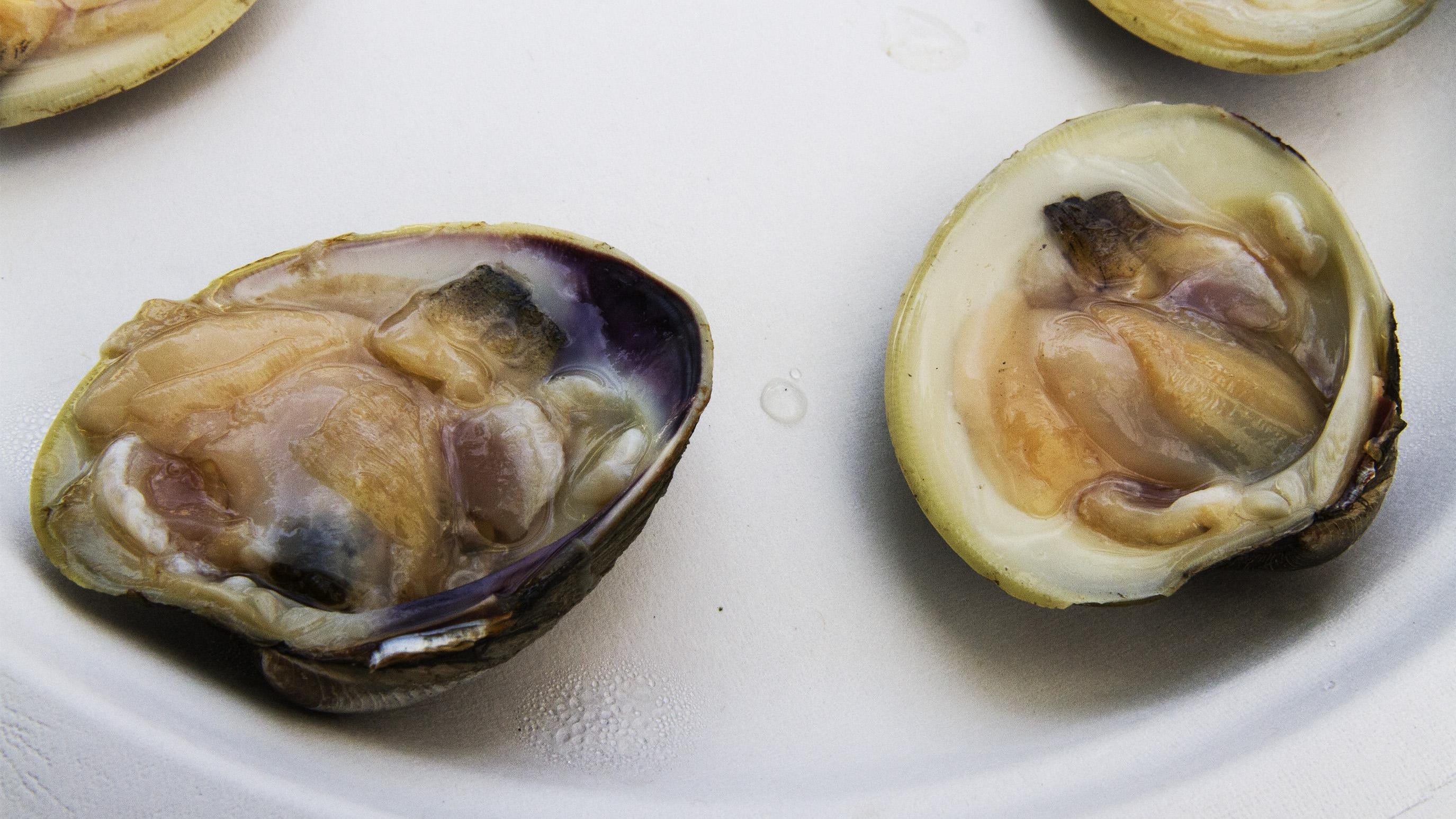 Highlands prepares for four-day Clam Festival