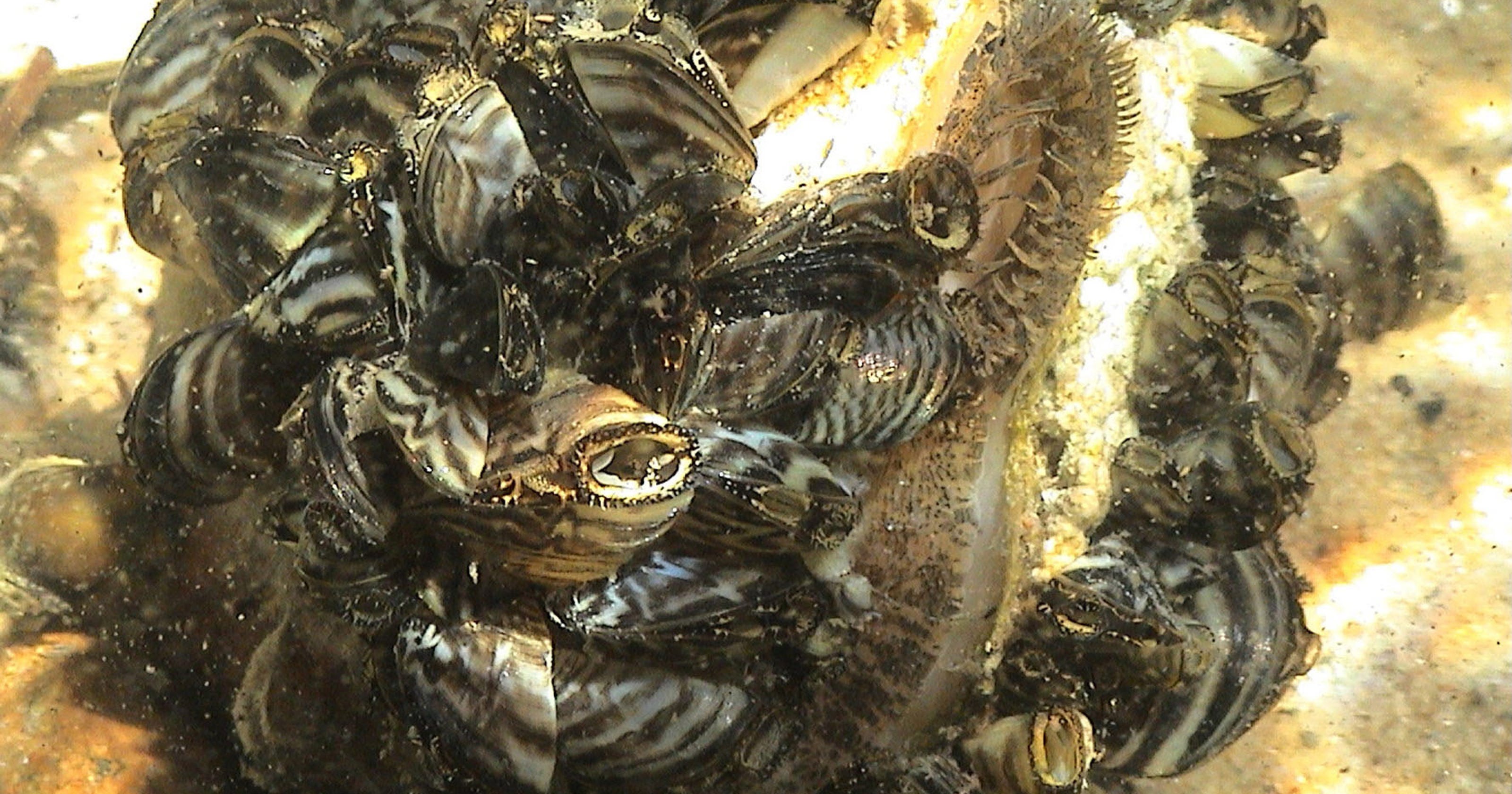 Zebra mussels are invading central Pa. waters: Why this is a problem