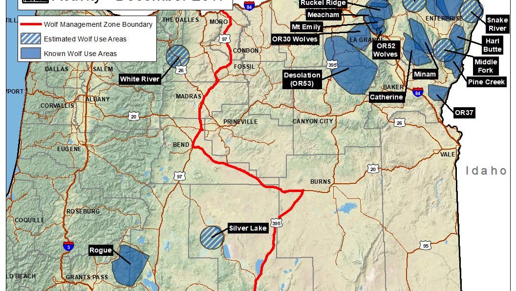 Oregon gray wolf population rises to at least 124 animals