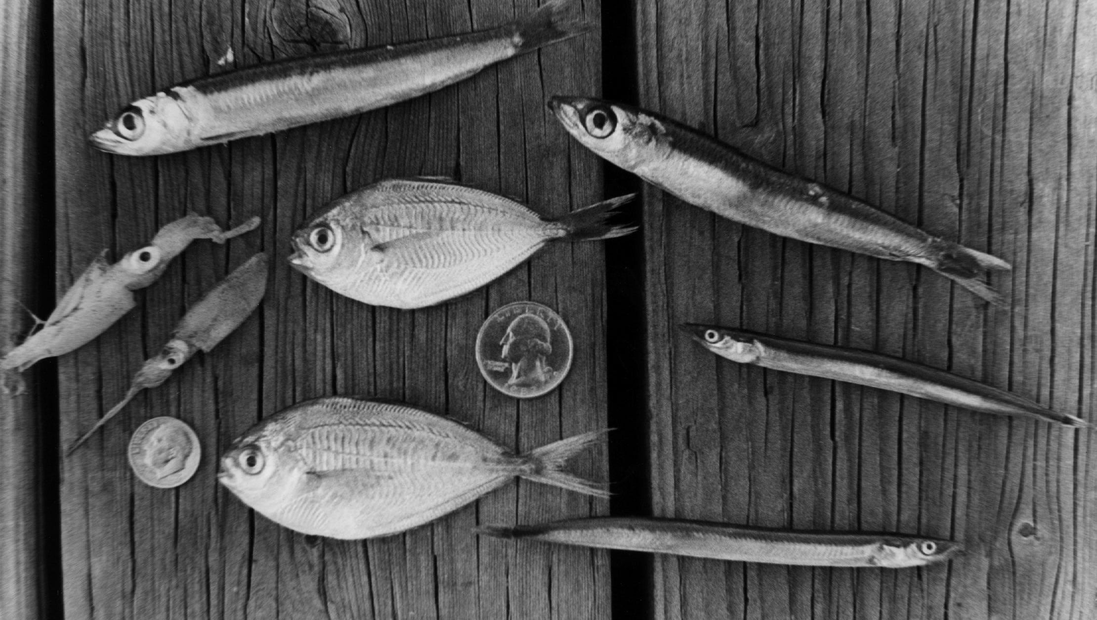 Fish species abound in St. Johns Rover, and anchovies lead the way