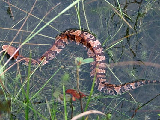 Snakes looking for a cool spot during heat of the day