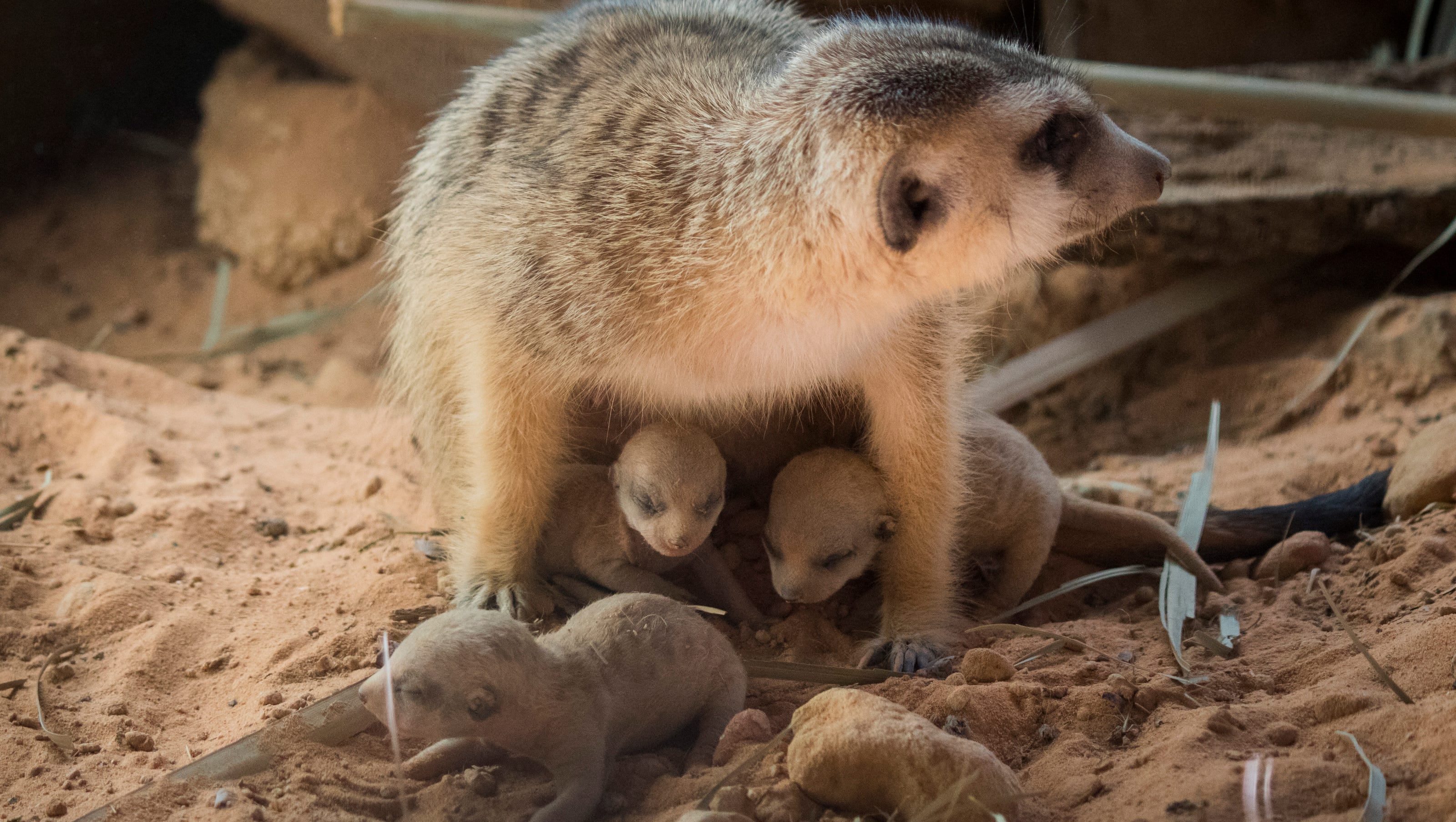 Brevard Zoo Home To 3 Newborn Meerkat Pups Naming Contest Underway brevard-zoo-home-to-3-newborn-meerkat-pups-naming-contest-underway