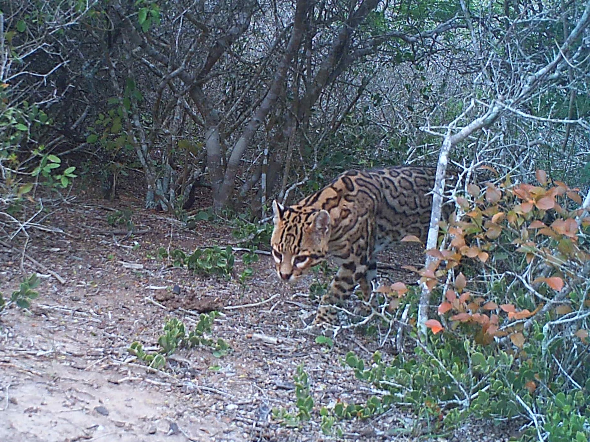 Rare ocelots try to survive in a world that barely knows they exist