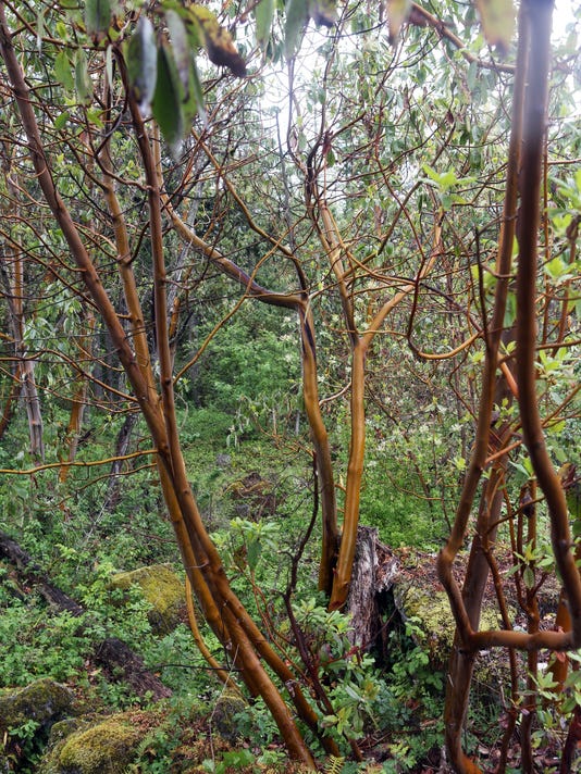 Native madrone nice, carefree tree choice