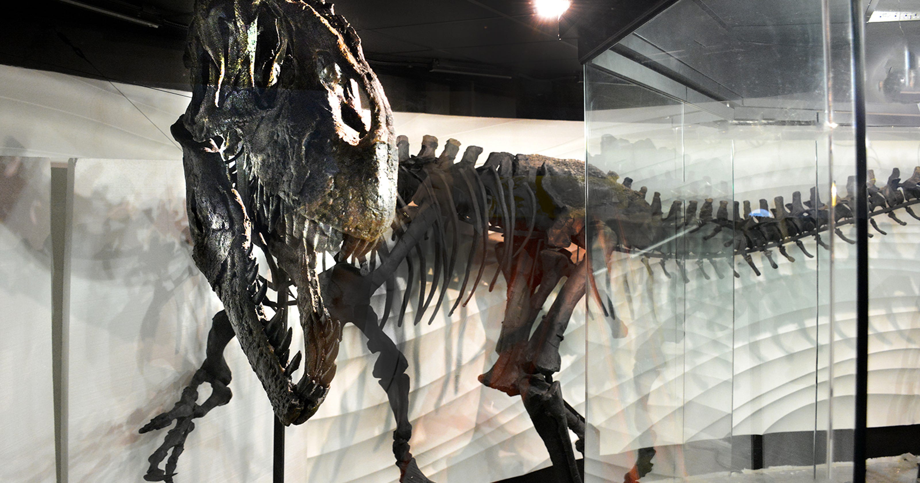Creation Museum acquires a dinosaur