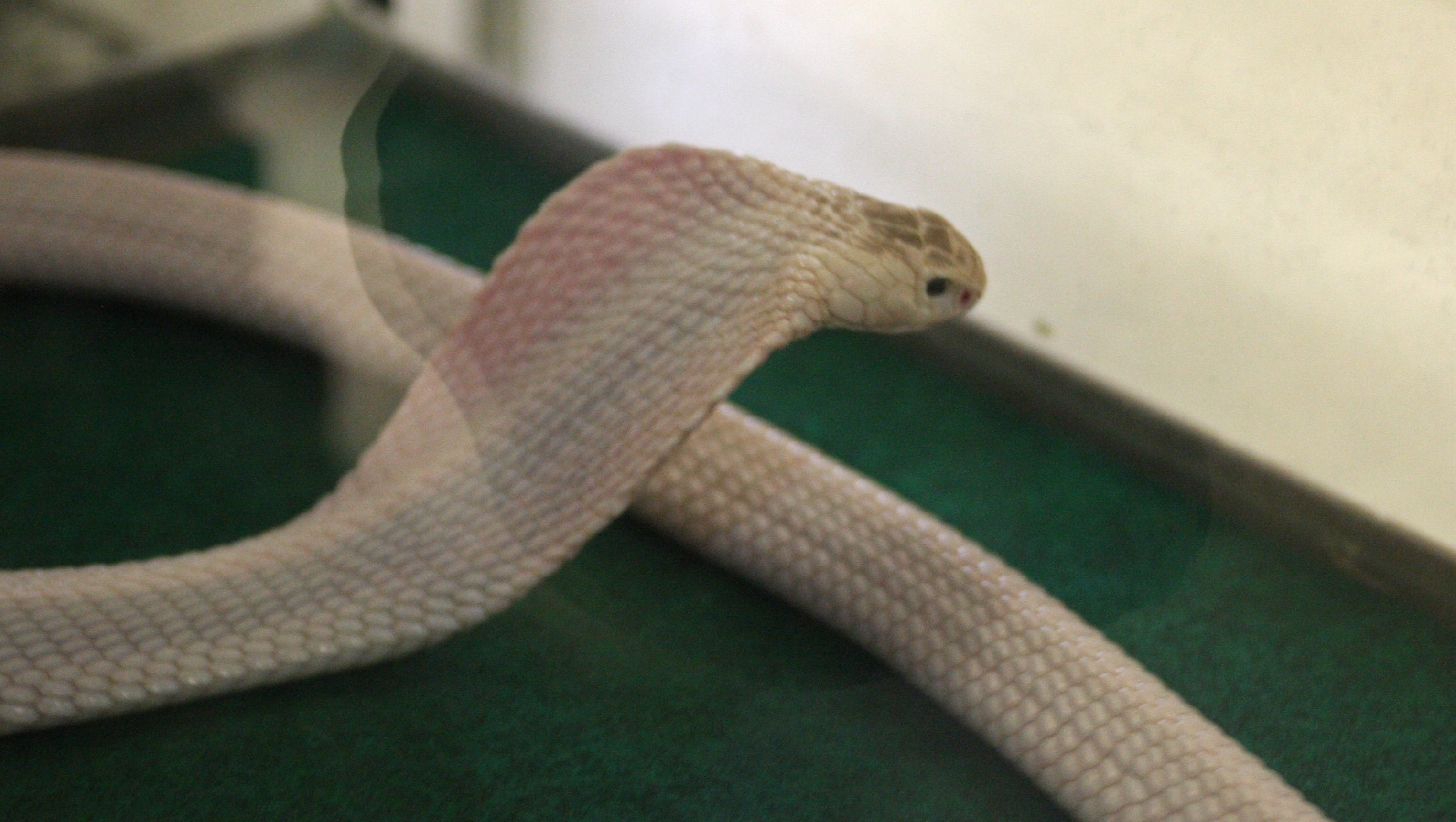 Meet Lucy: A leucistic cobra at the Monterey Zoo