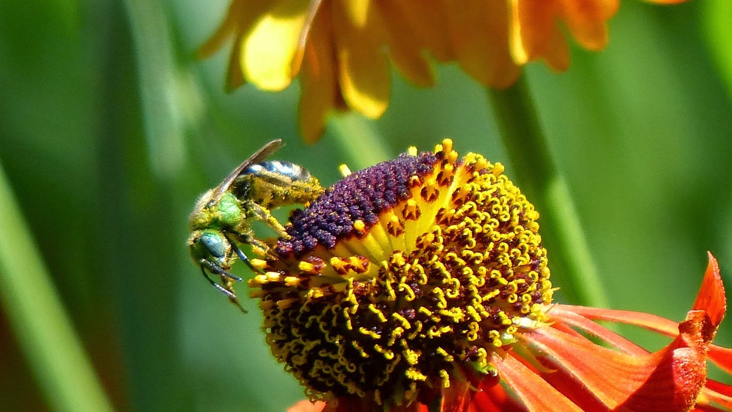 Keeping bee-friendly plants bee friendly