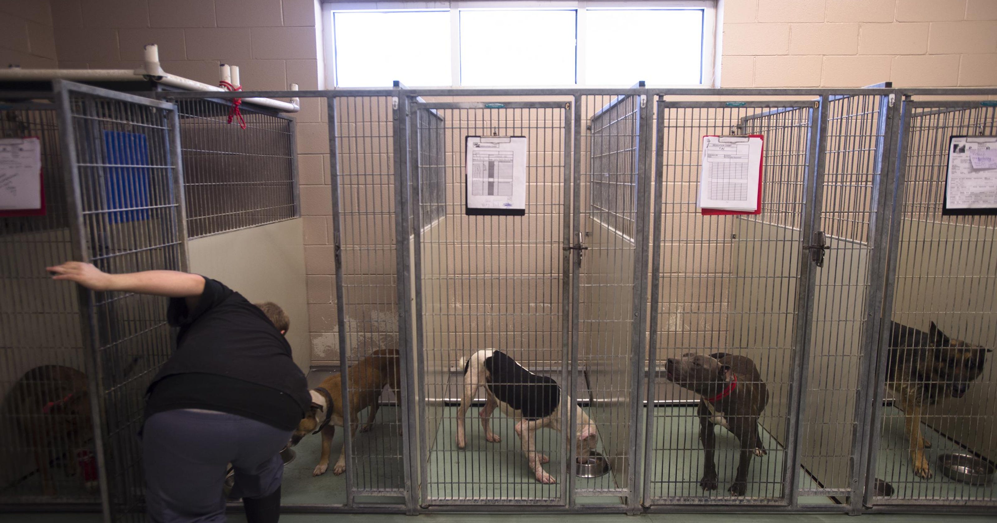 Animal rescue workers more prone to depression, suicide