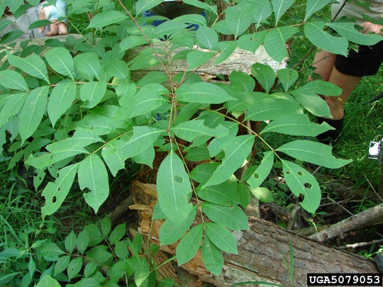 Poison ivy, poison sumac, more: Identify plants that can hurt you in Pa.