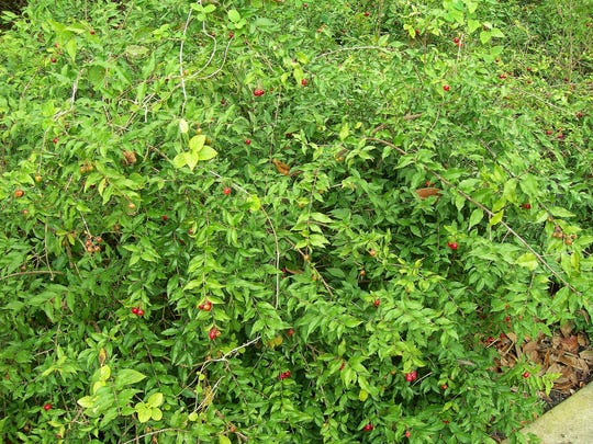 West Indian Cherry is double duty plant for Treasure Coast landscapes