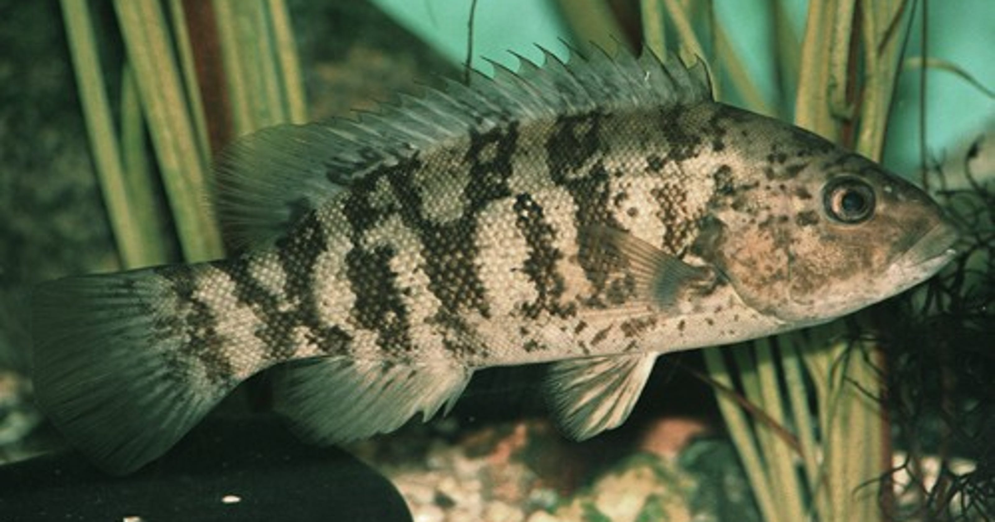 Tautog fishing cure for winter blues