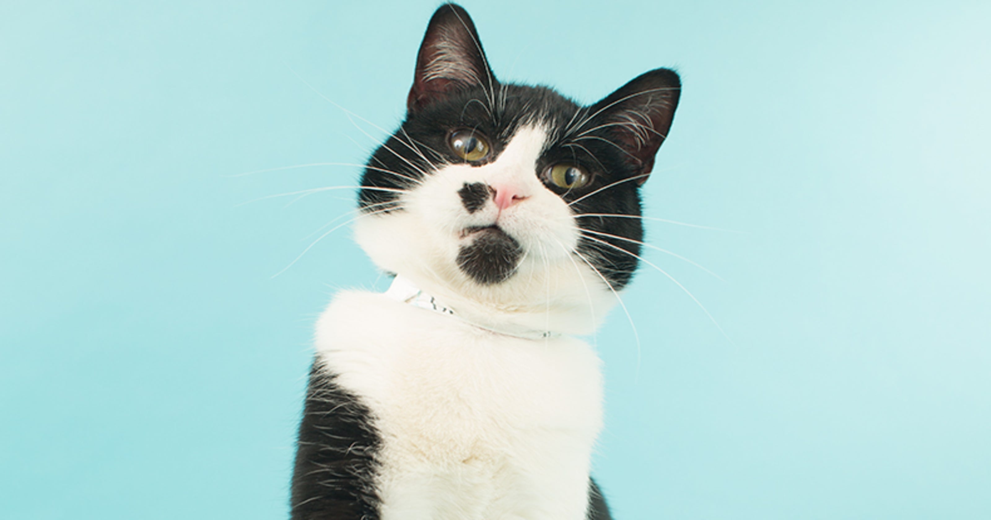 Pet of the week: Oreo the cat