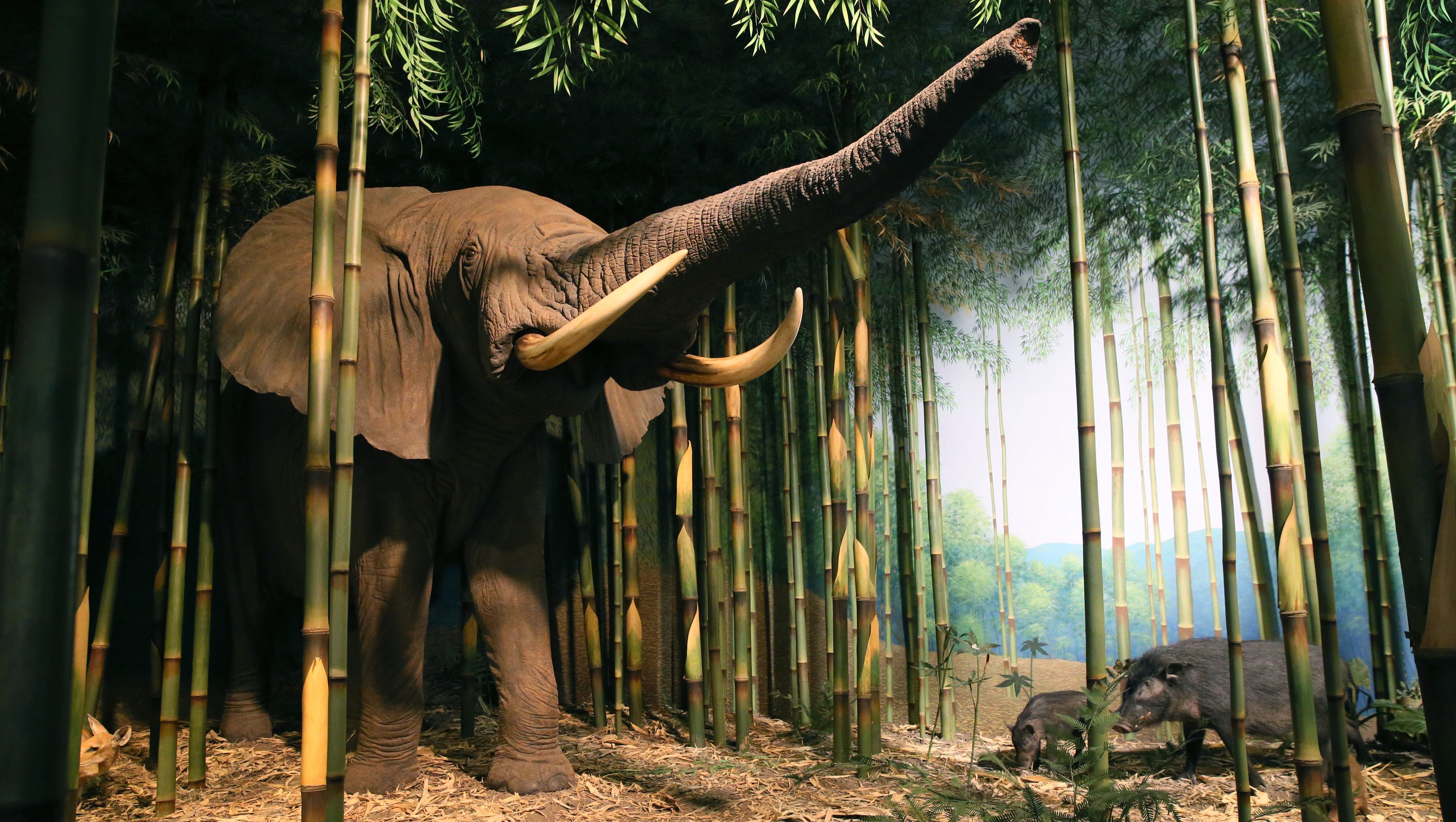 Photos: Carl Akeley revolutionized taxidermy