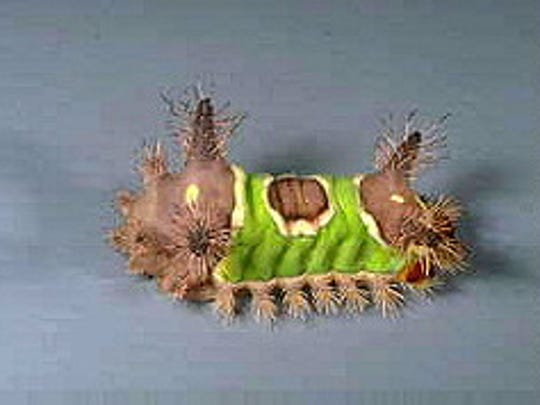 Beware of stinging caterpillars
