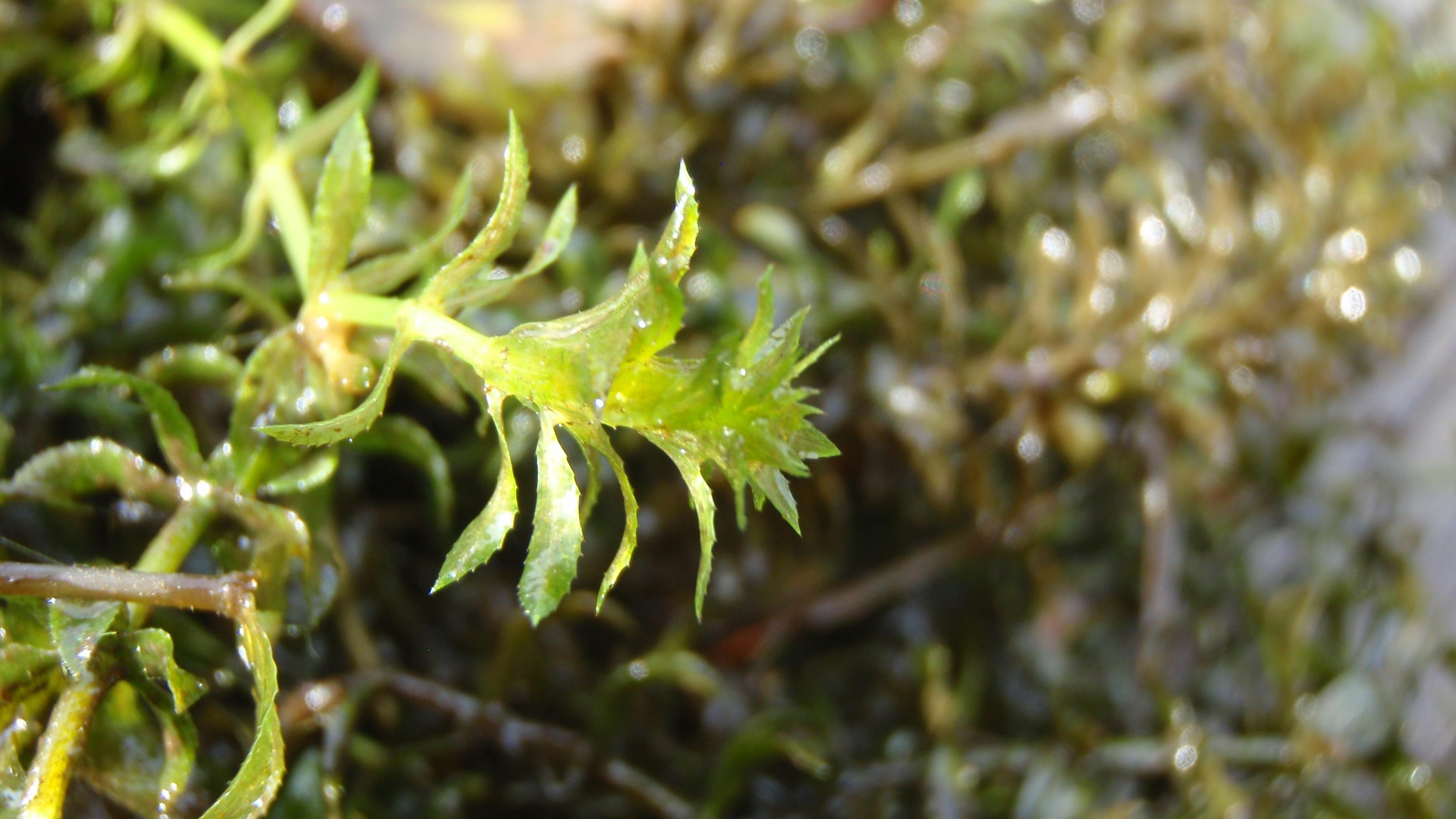 Hydrilla poses threat to Missouri waterways