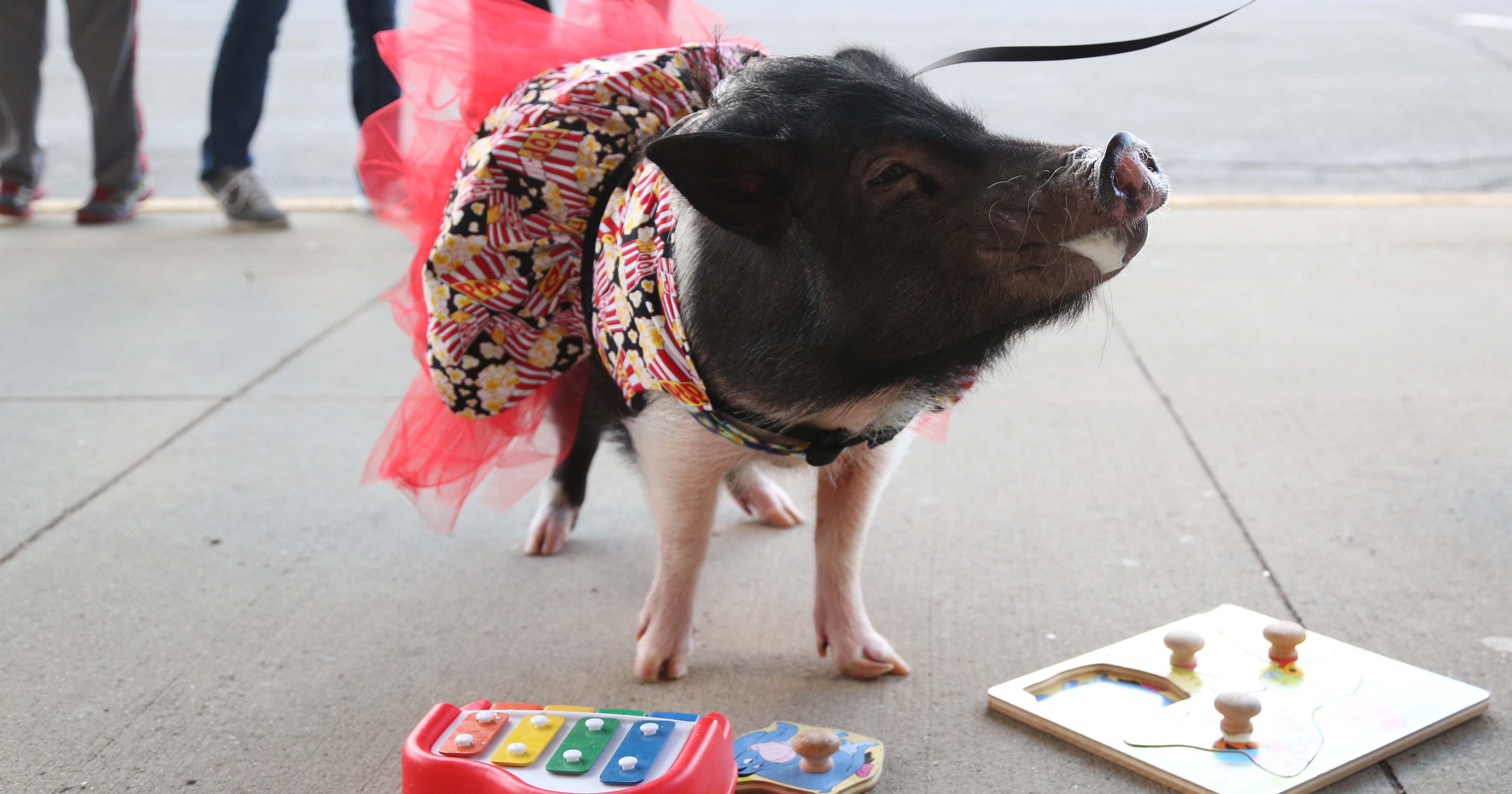 New Guinness World Record-holder: Meet Iowa's movie theater pig