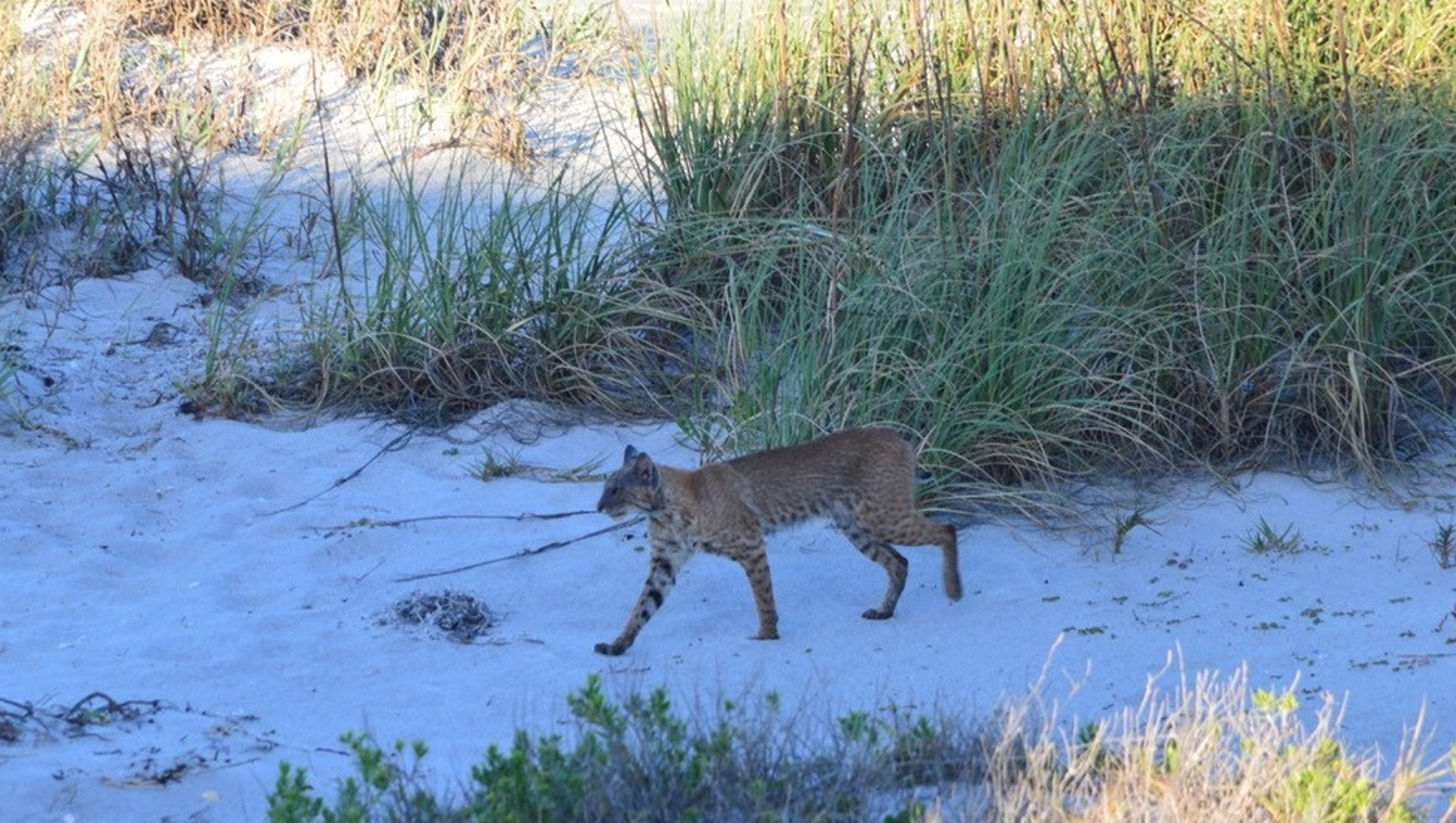 Beach bobcat spotted patrolling sand dunes near Cocoa Beach