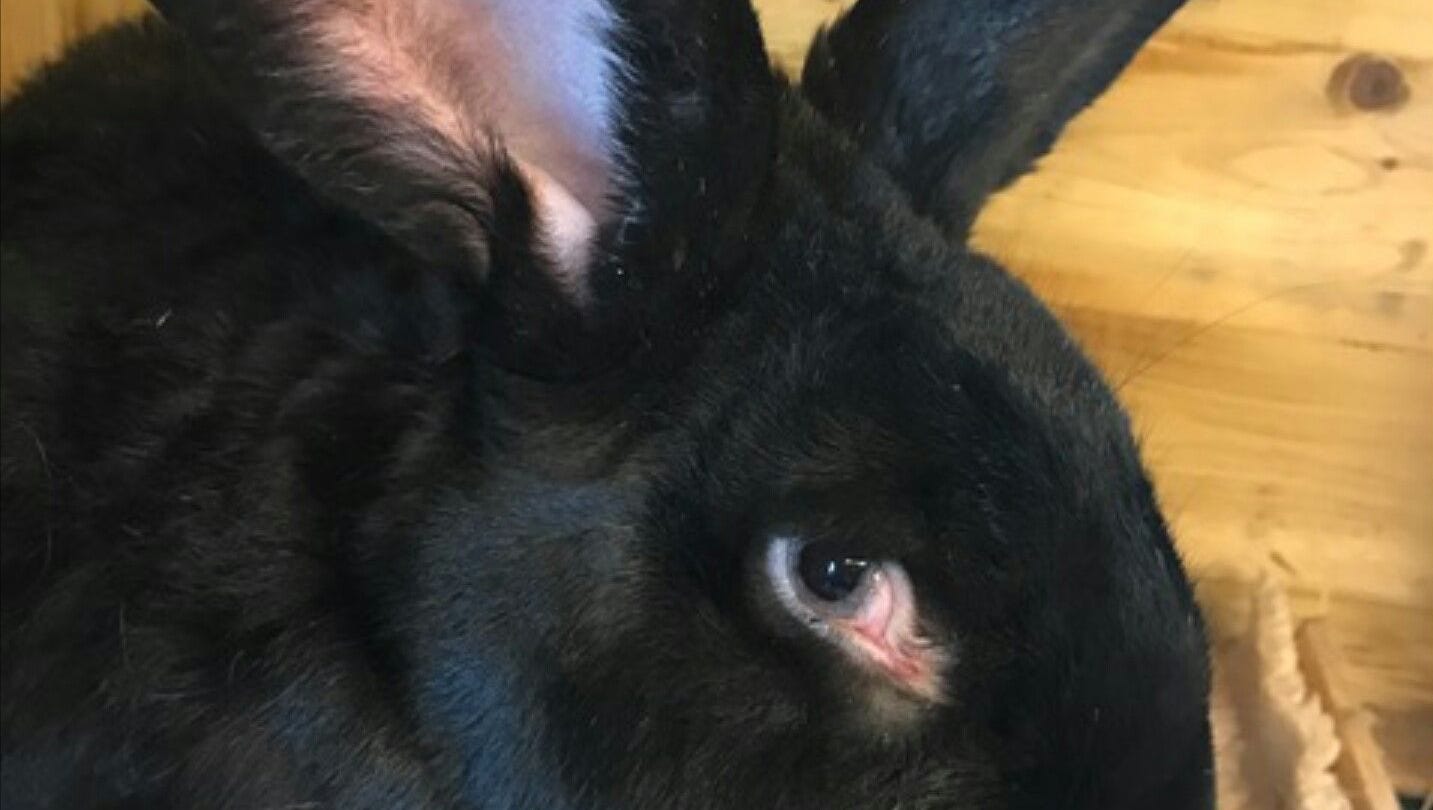 Simon, the big rabbit that died on a United flight, was headed for an ...