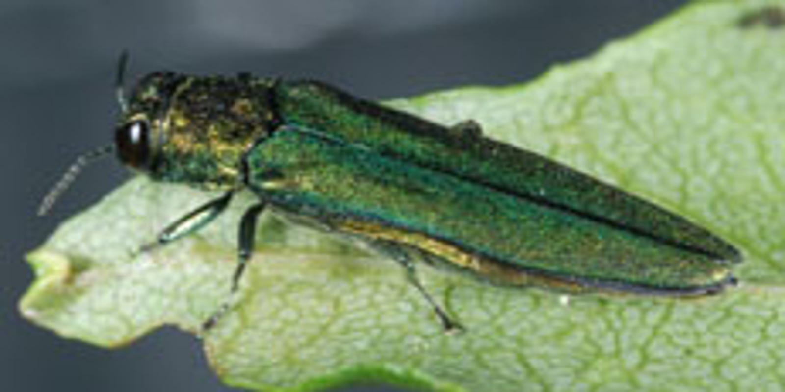 Tree-killing beetles to spread in NJ