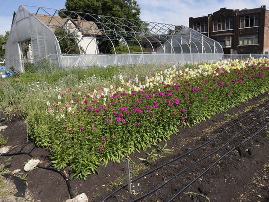 Fresh cut flower farms spring up around Detroit