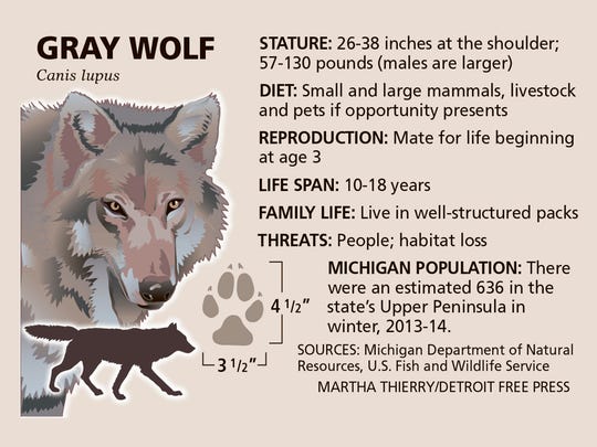 Wither the Isle Royale wolves
