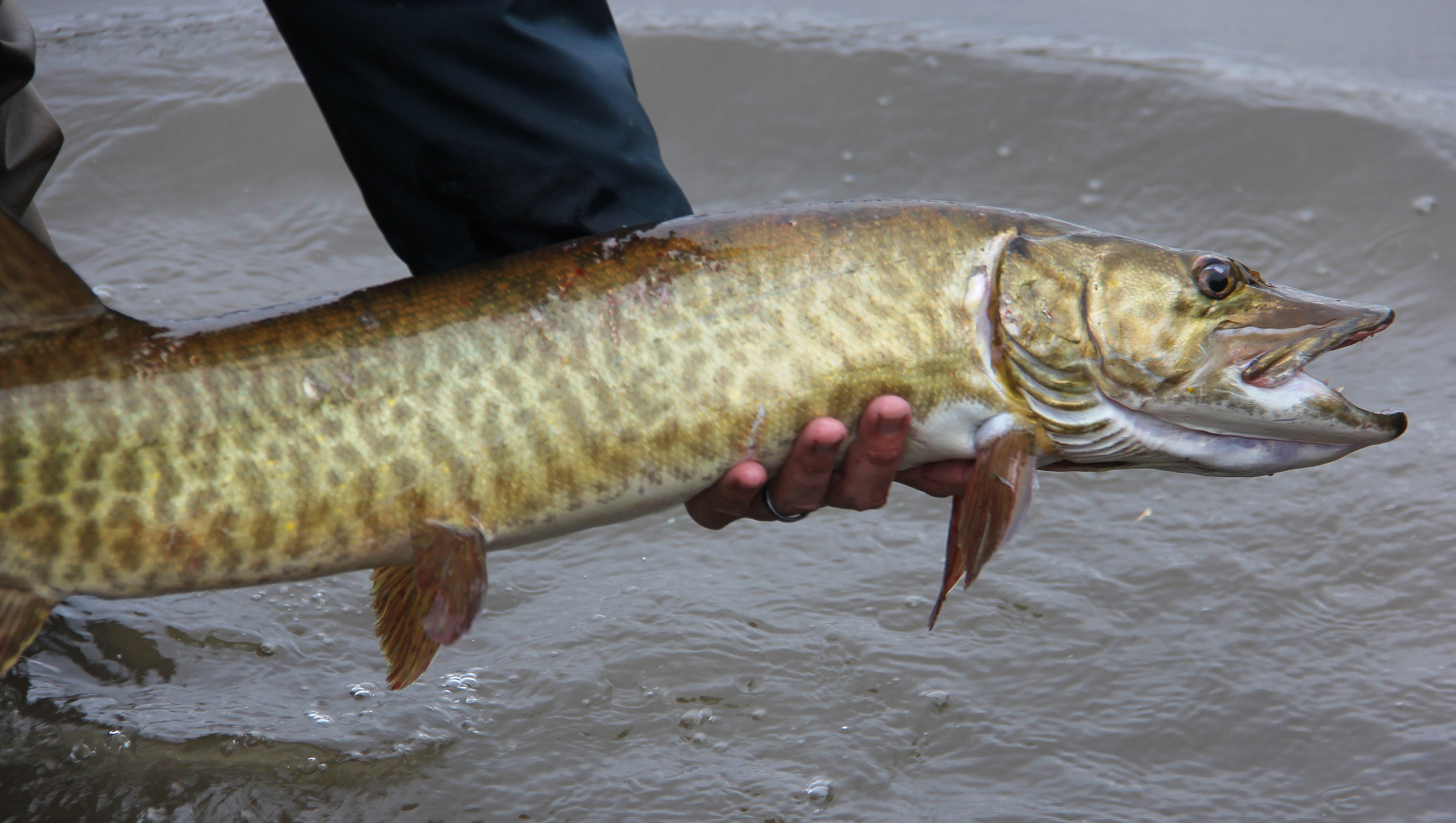 Where to find muskellunge in New York, and how to safely catch one