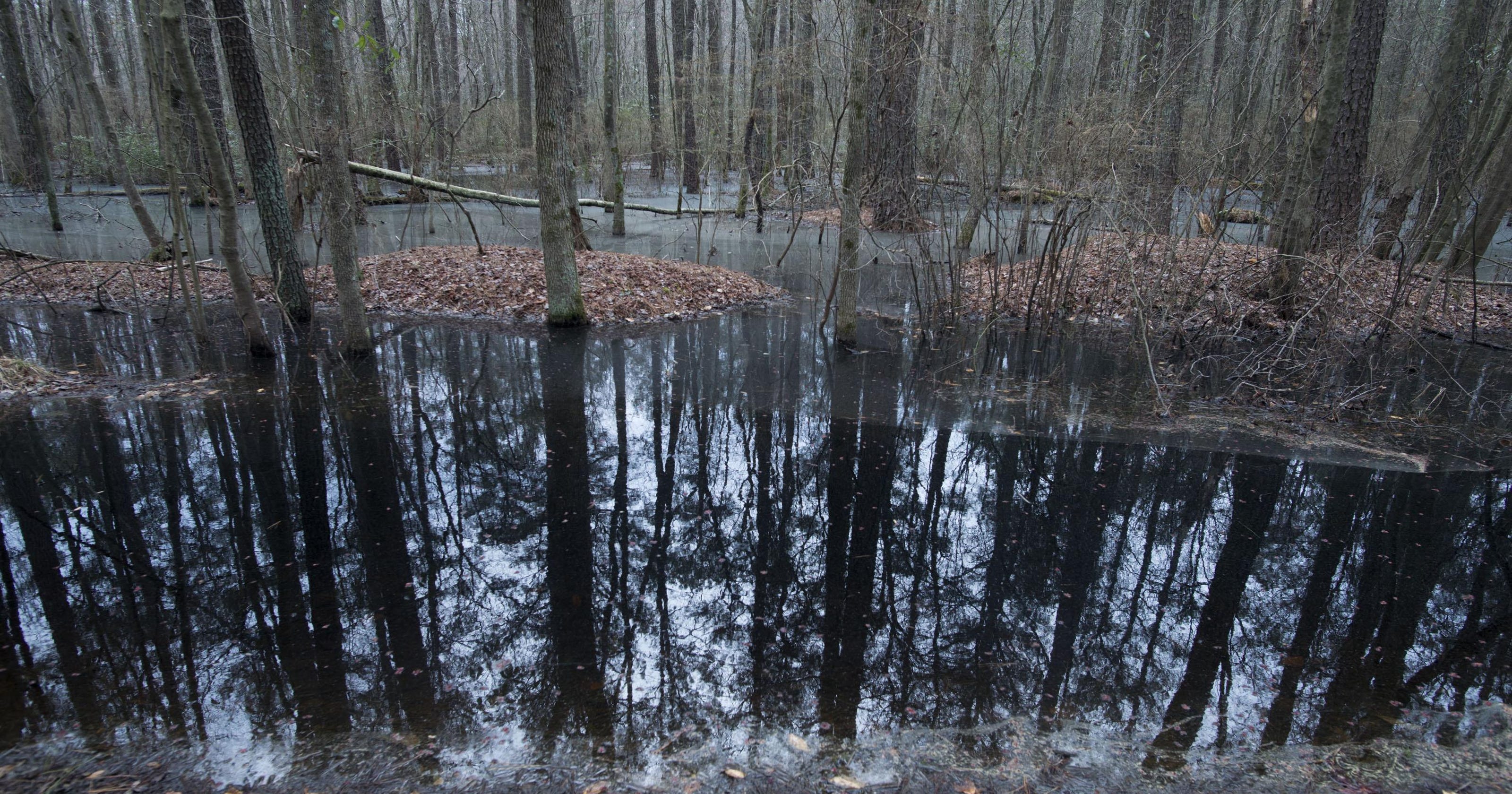 The 5 Eastern Shore Wetland Types the-5-eastern-shore-wetland-types