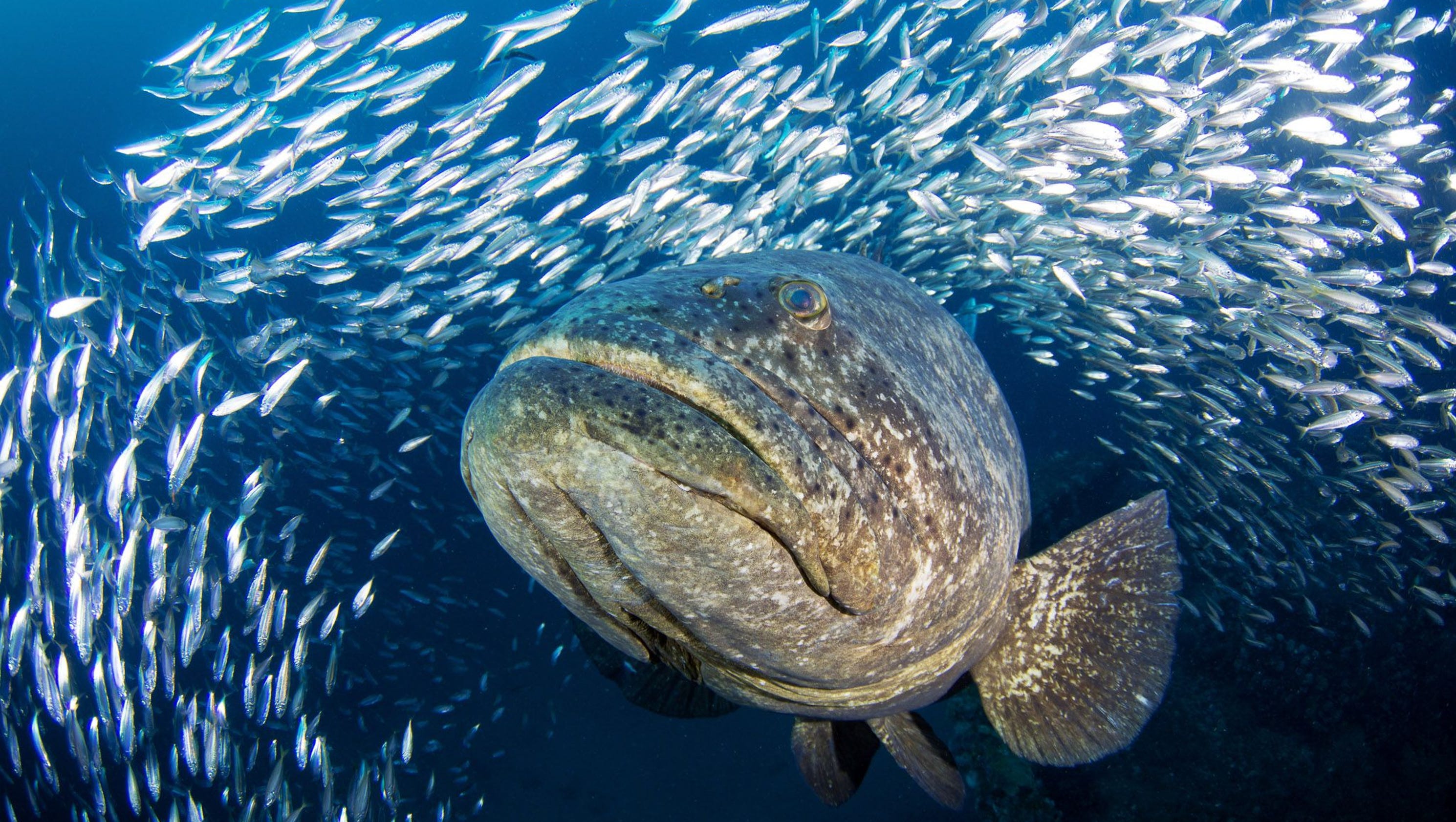 Will the goliath grouper be managed the same way the black bear is?