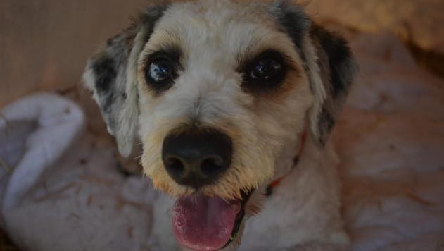 Local pets available for adoption