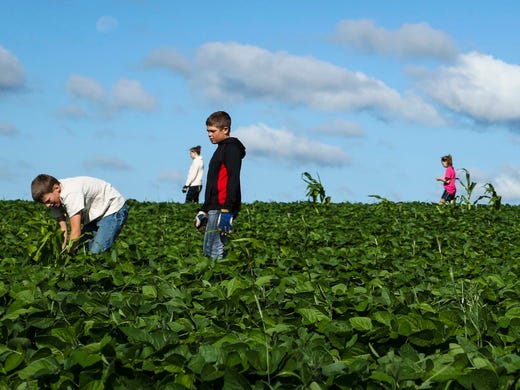Walking beans, a decades-old task, stirs new interest