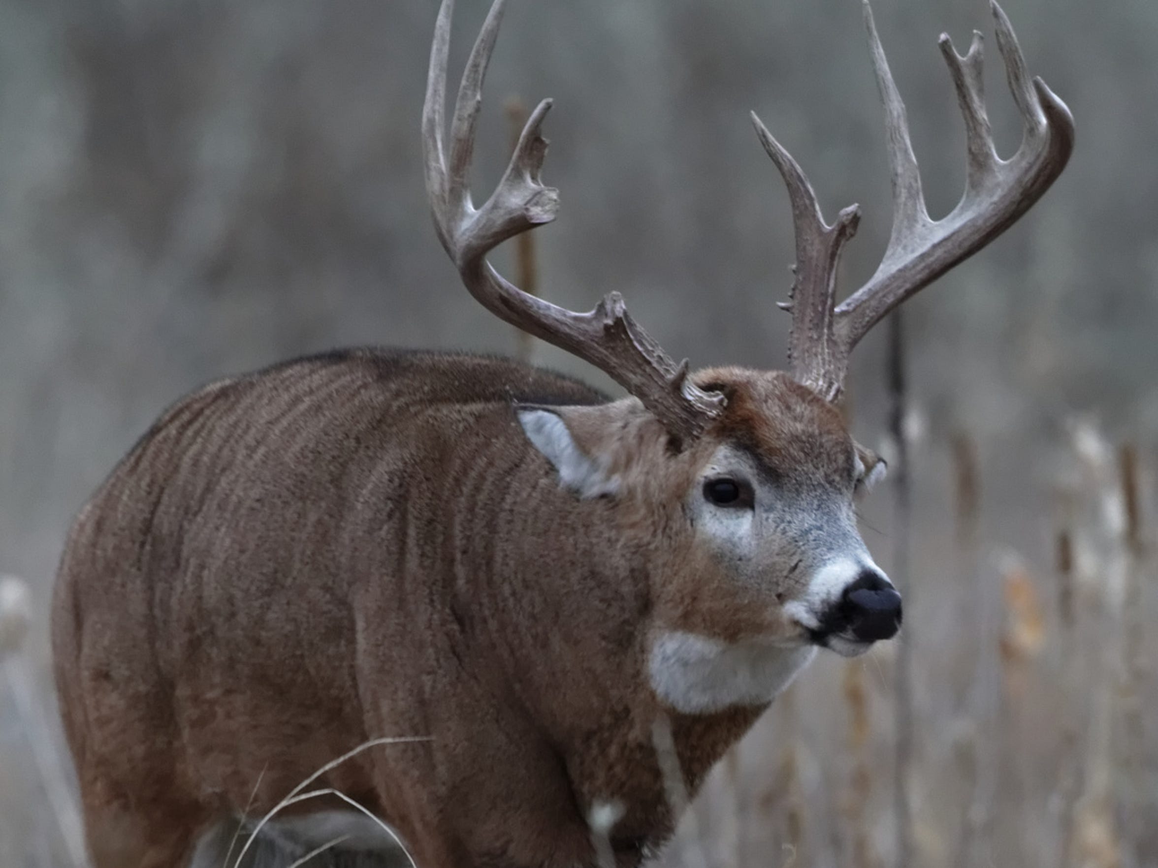 Deadly chronic wasting disease has Michigan's deer herd in its sights