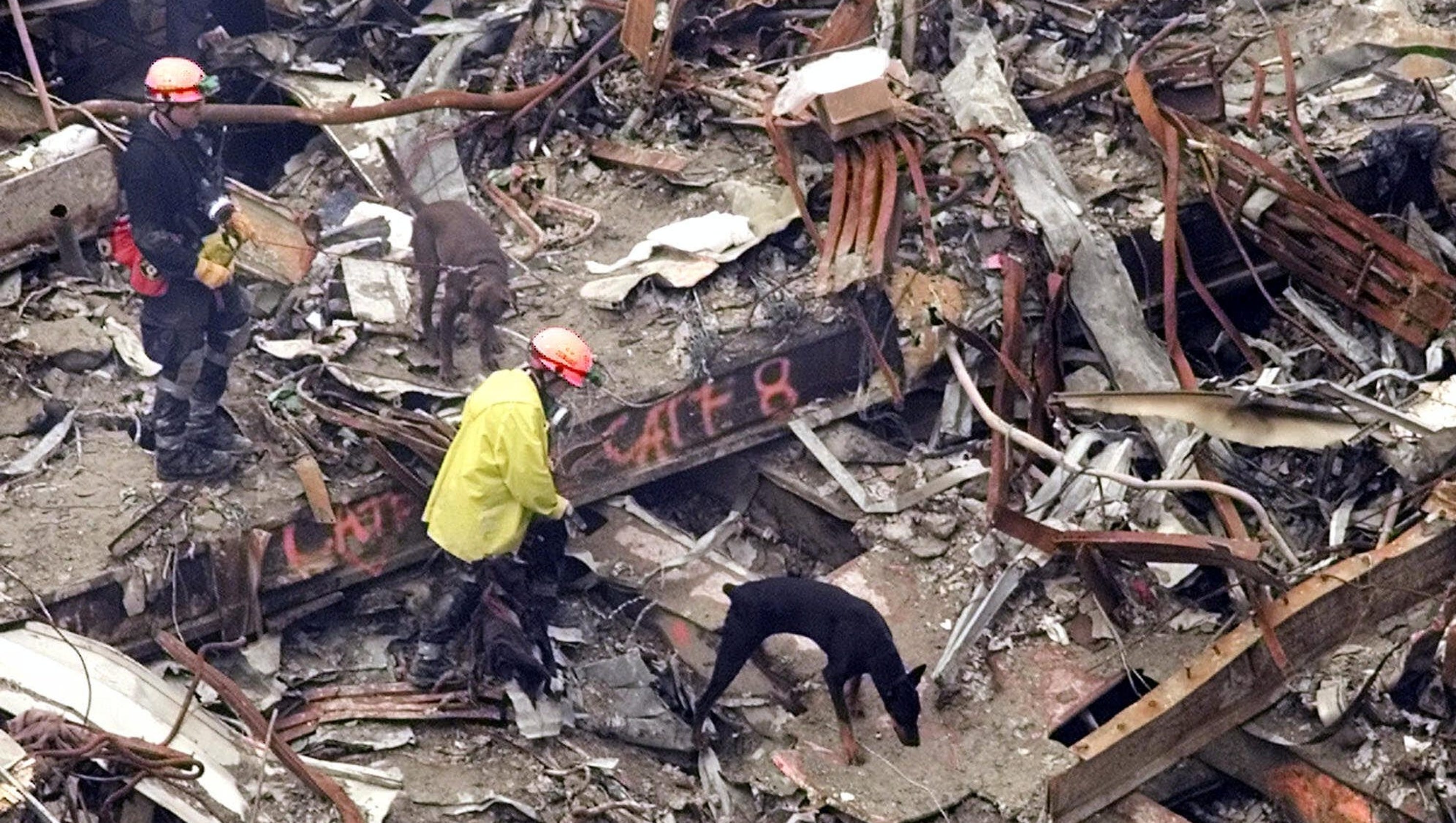 Remembering four 9/11 hero dogs
