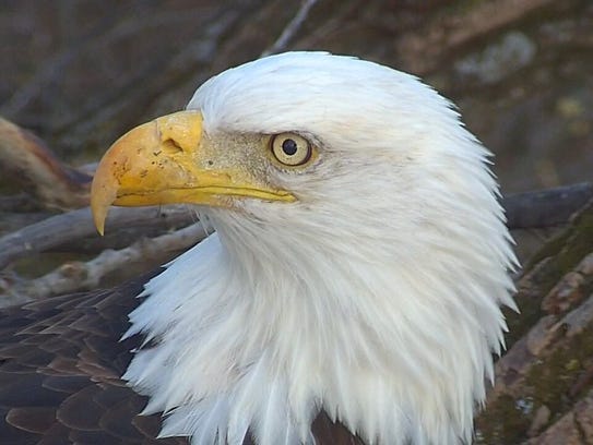 Decorah eagles soap opera: What role will stepdad play going forward?