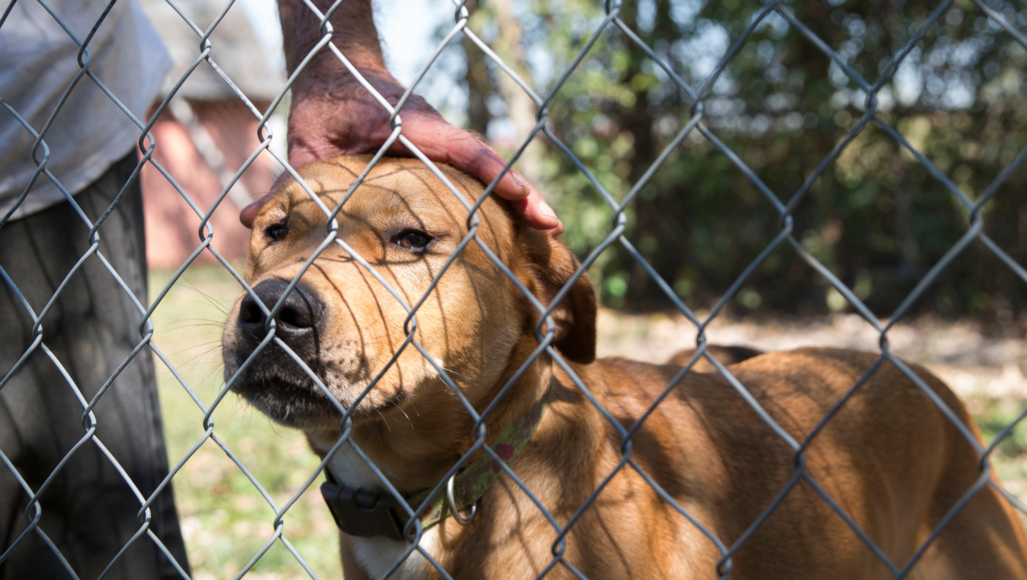 The 'no-kill' myth: How do animal rescue organizations survive when ...