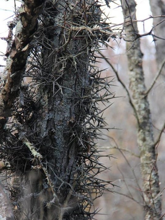 Bizarre spiked tree has ties to ice-age Missouri