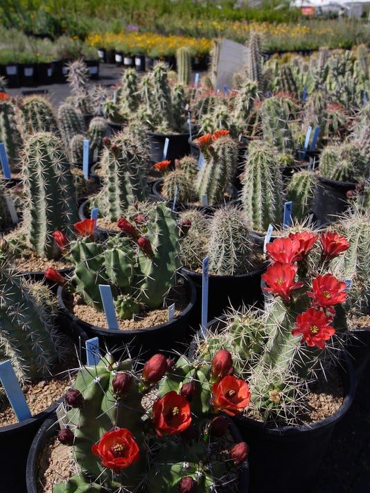 Fall brings bounty of desert-adapted plants for sale