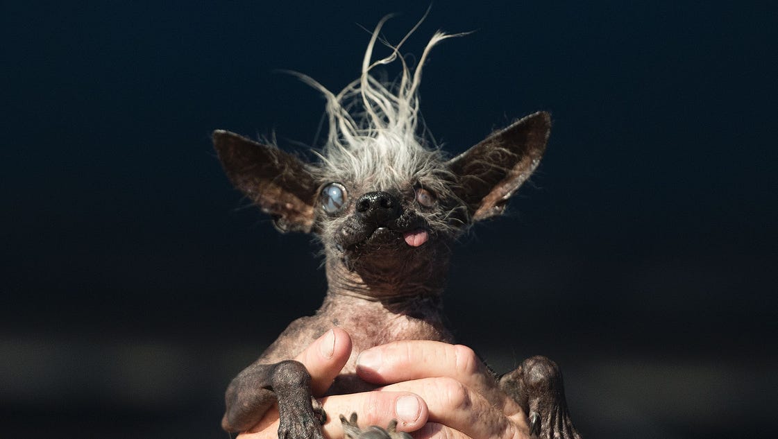 World’s Ugliest Dog of 2016 is a blind Chihuahua/Chinese Crested mix