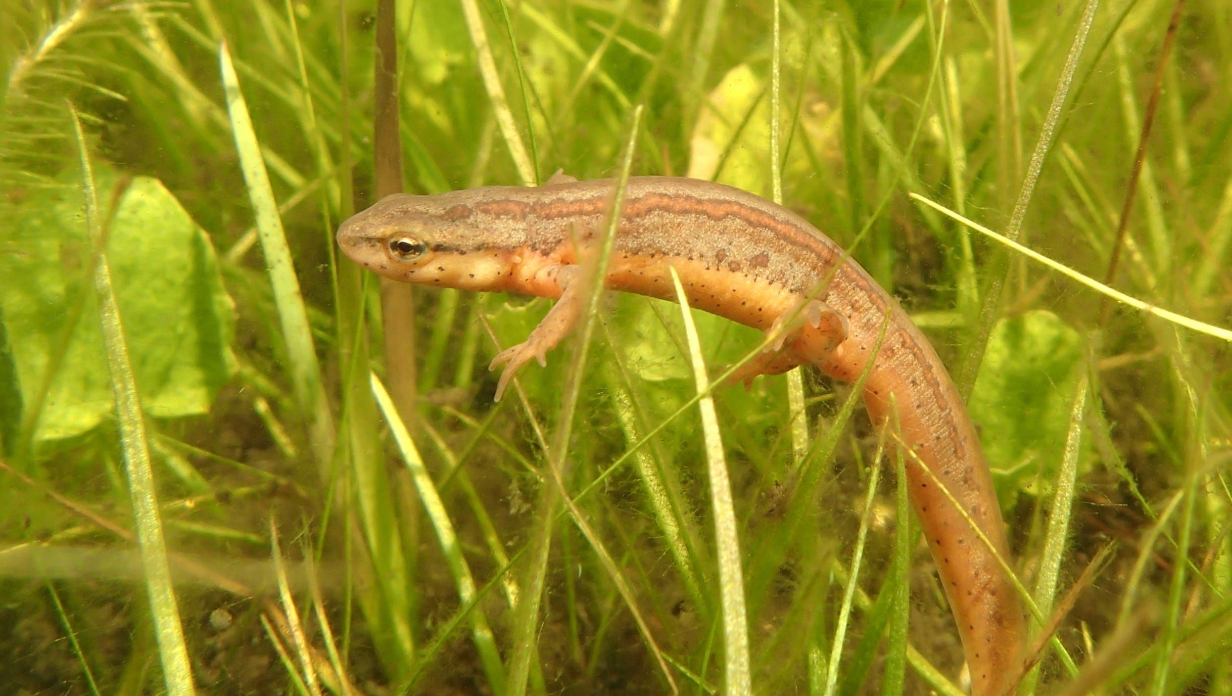 Striped newt returns to the Apalachicola National Forest